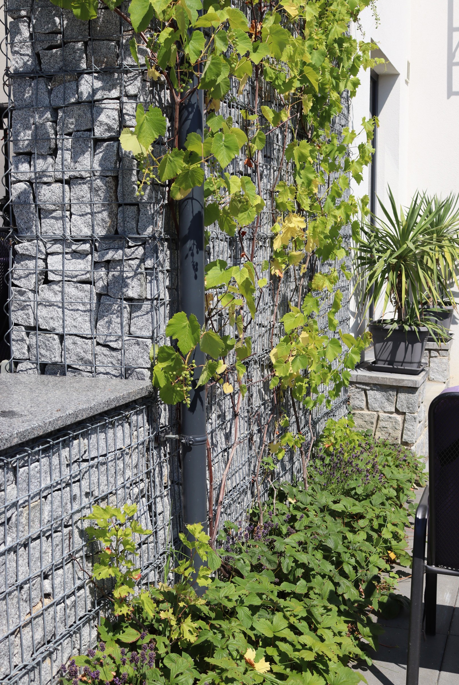 Galerie: Výživná zahrada Josefa Maršálka: Šedesát druhů ovoce a ...