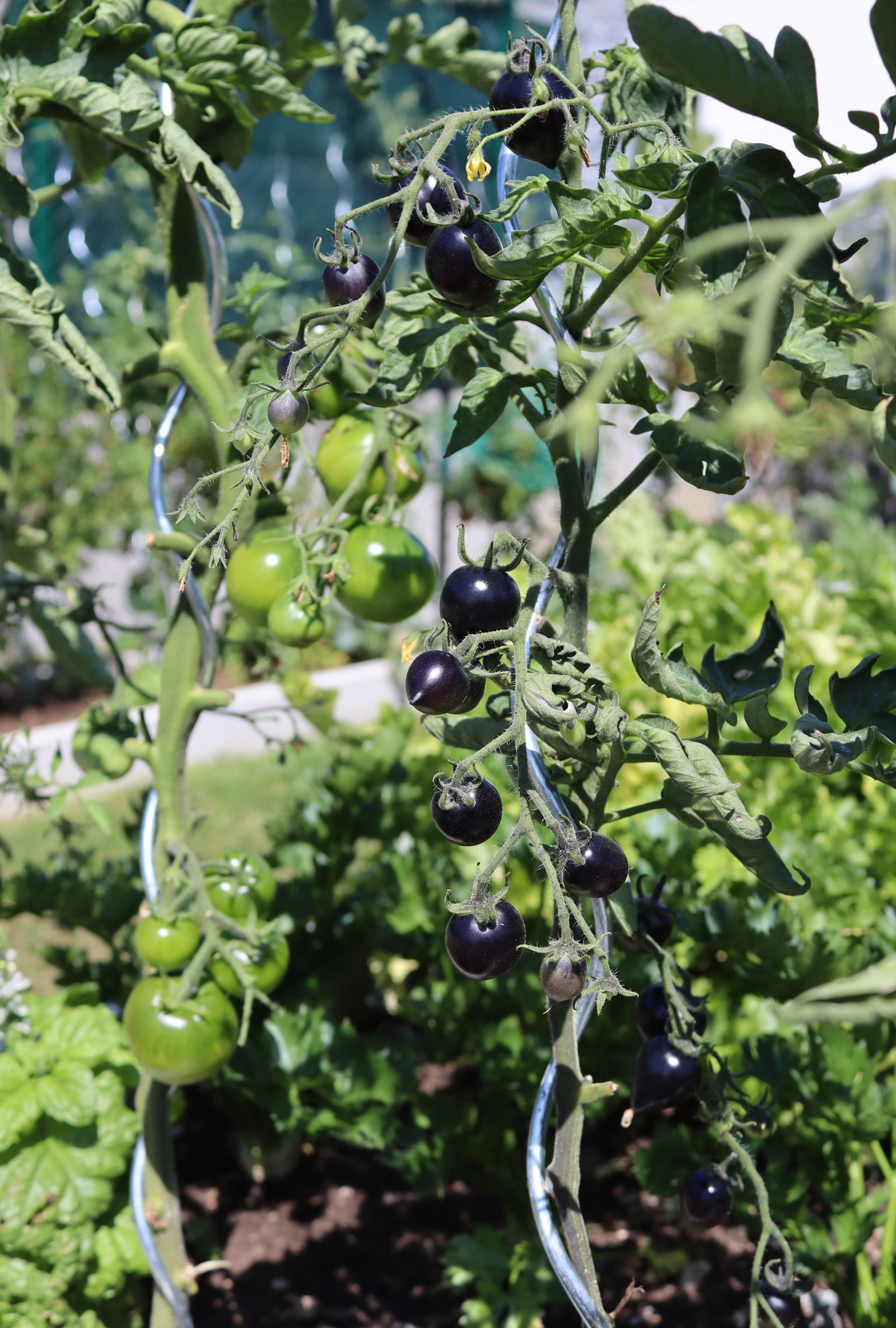 Galerie: Výživná zahrada Josefa Maršálka: Šedesát druhů ovoce a ...