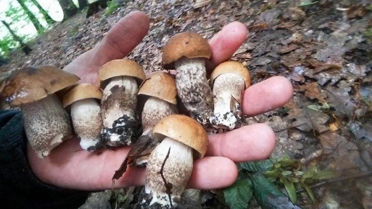 Galerie: Kam na houby? Aktuální přehled míst, kde nejvíce rostou ...