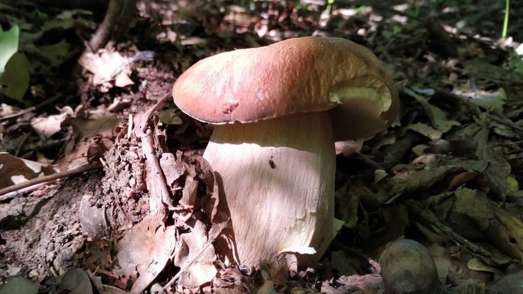 Kam na houby? Aktuální přehled míst, kde nejvíce rostou – eXtra.cz