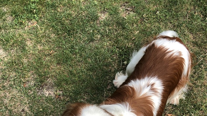 Galerie: Zpěvák Dalibor Janda ukázal svou neobyčejnou zahradu ...