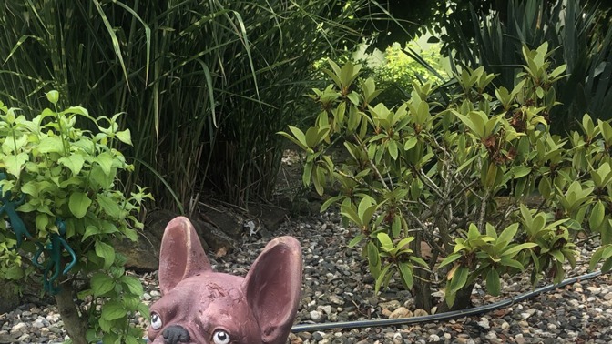 Galerie: Zpěvák Dalibor Janda ukázal svou neobyčejnou zahradu ...