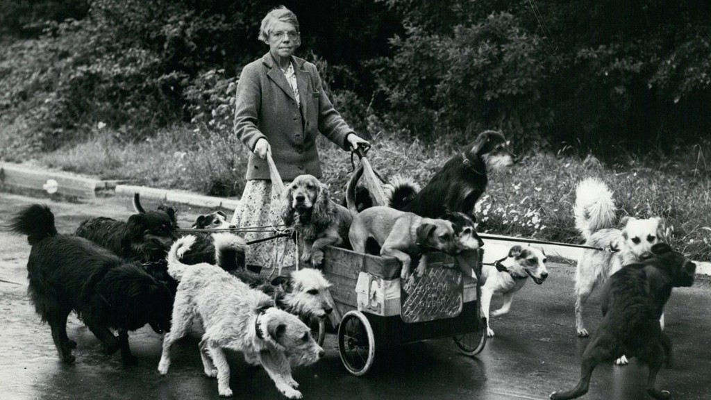 Psí dáma Camberley Kate: Byla výstřední, ale s velkým srdcem. Ve svém ...