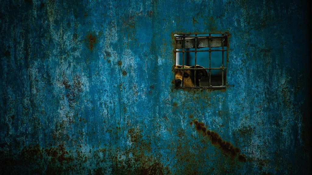 Zapomenutý vězeň Stephen Slevin: Za dva roky utrpení na samotce ...